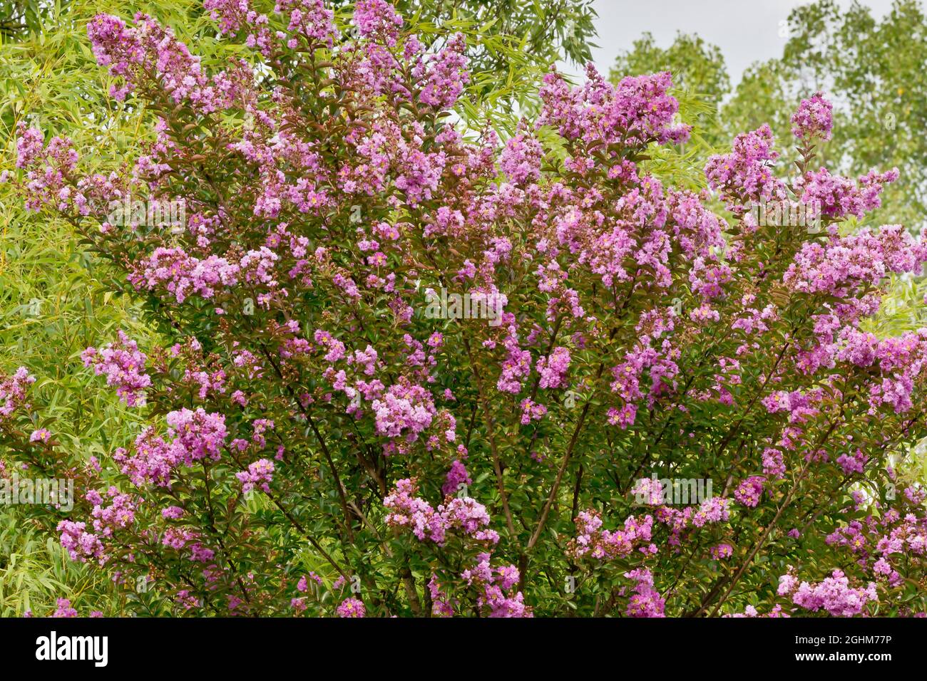 Lagerstroemia indica immagini e fotografie stock ad alta risoluzione ...