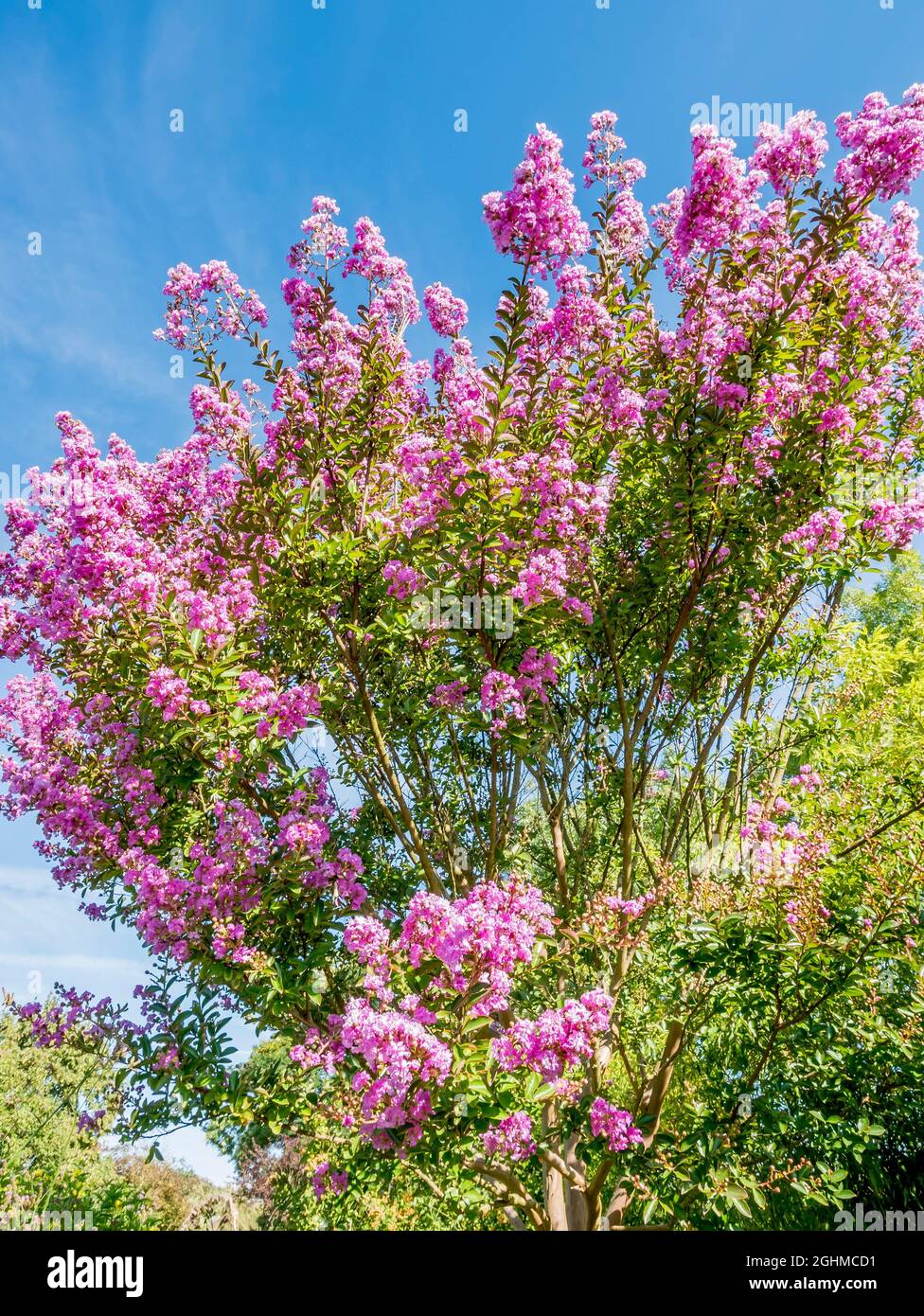 Lagerstroemia indica immagini e fotografie stock ad alta risoluzione ...