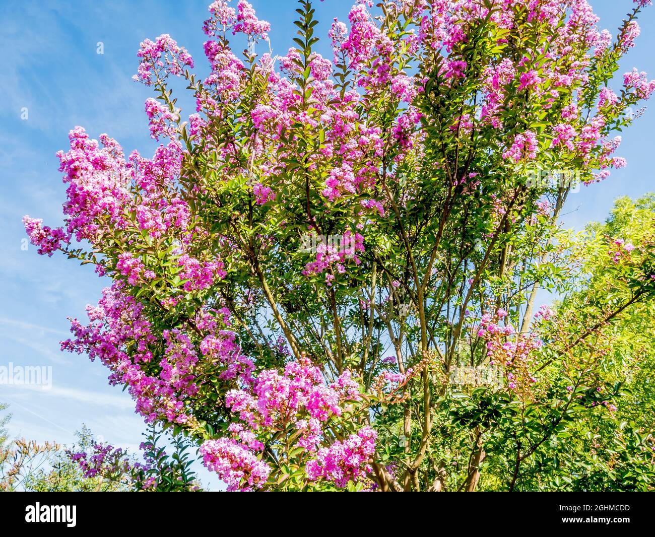 Lagerstroemia indica immagini e fotografie stock ad alta risoluzione ...