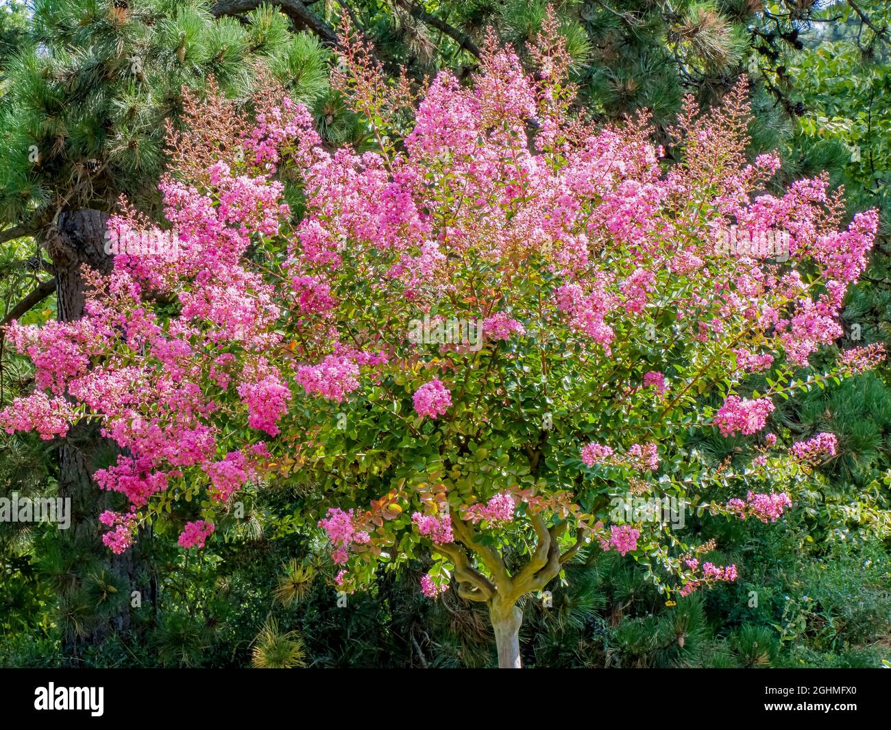 Lagerstroemia indica immagini e fotografie stock ad alta risoluzione ...