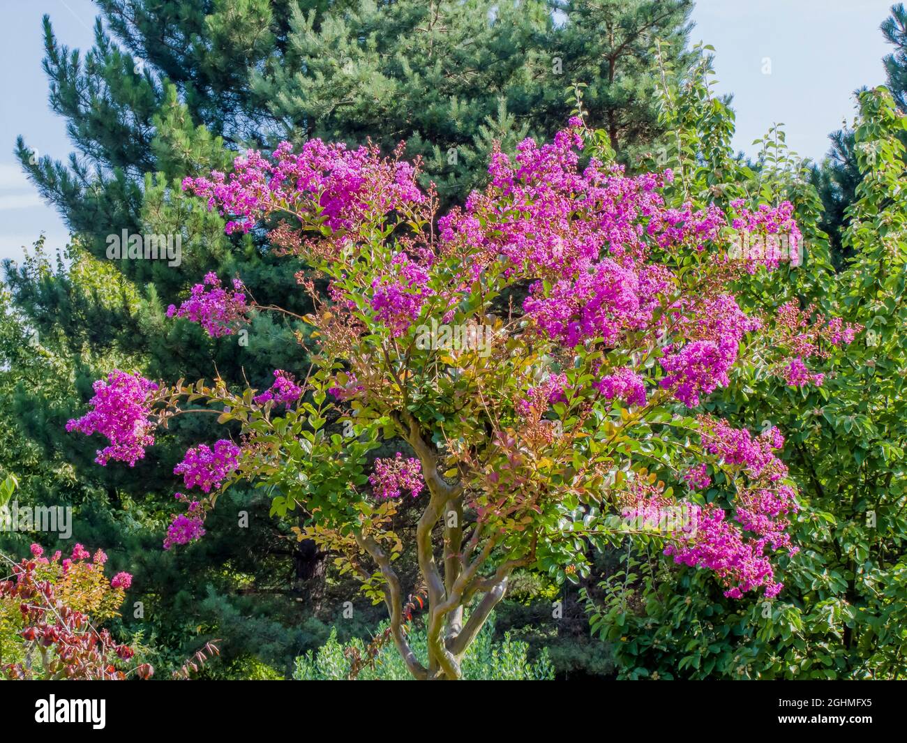 Lagerstroemia indica immagini e fotografie stock ad alta risoluzione ...