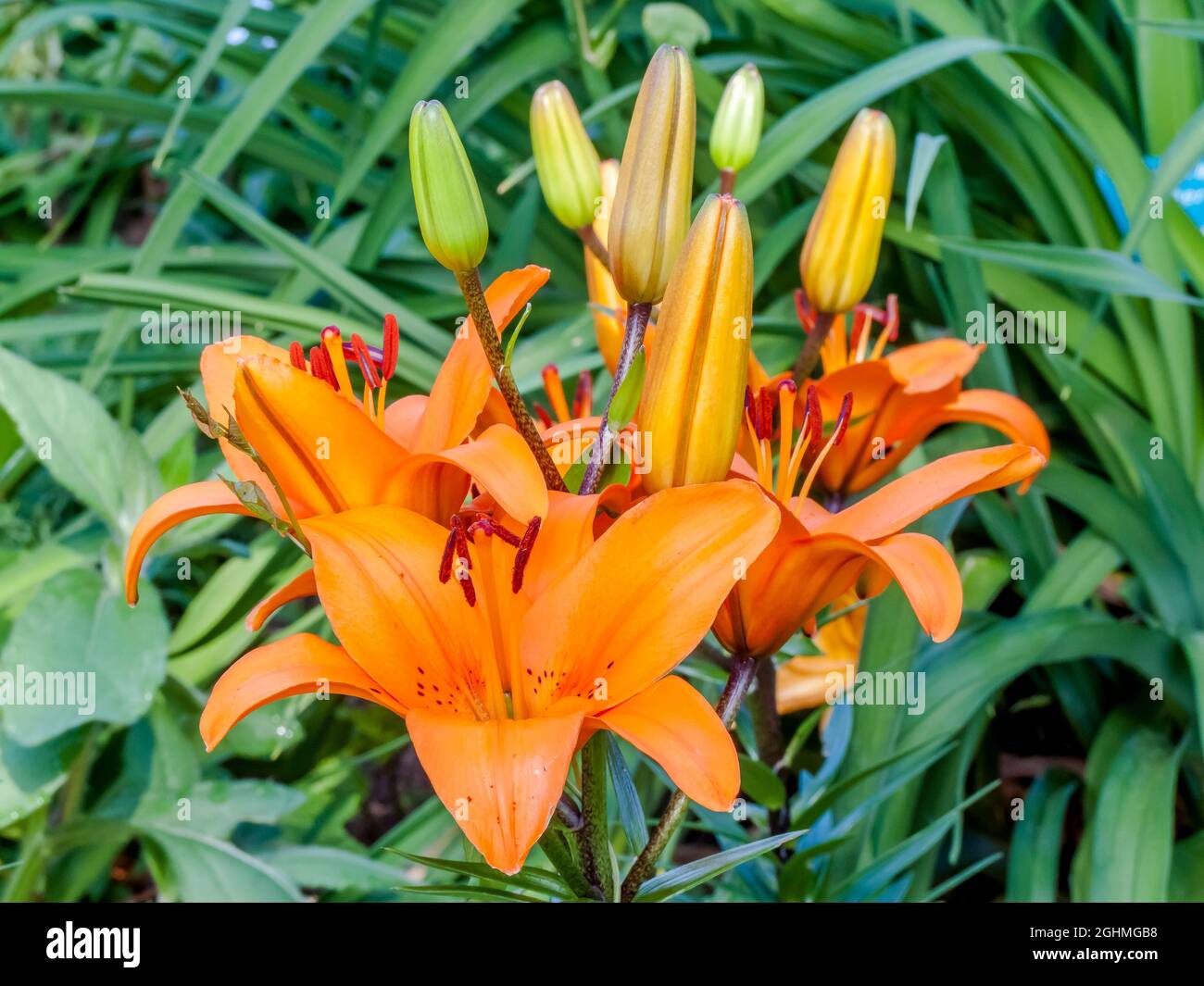 Lilium african queen lily immagini e fotografie stock ad alta ...