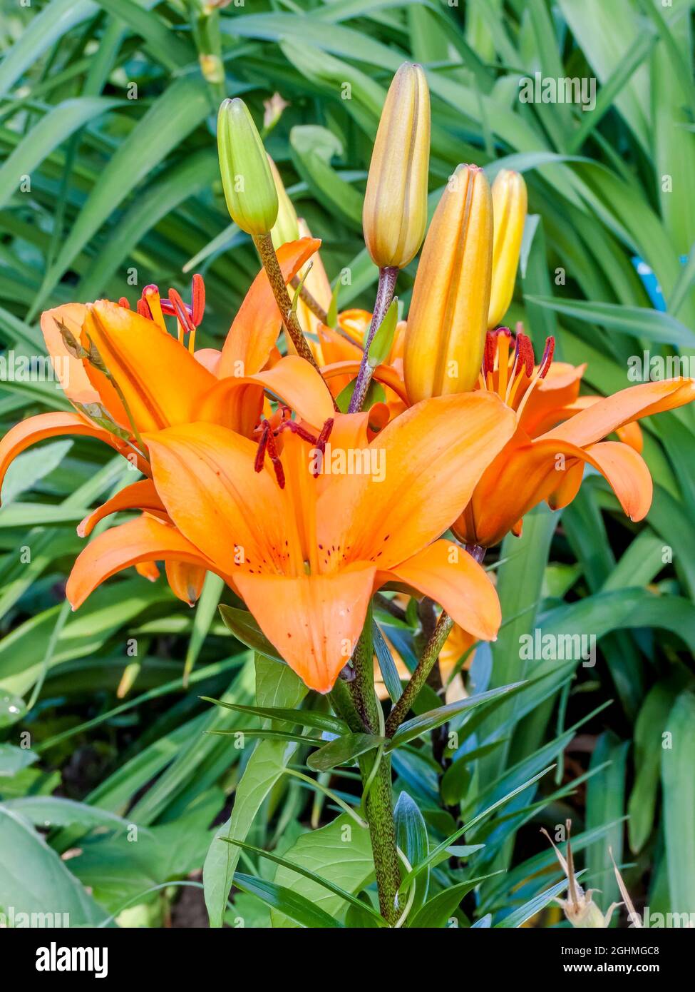 Lilium african queen lily immagini e fotografie stock ad alta ...