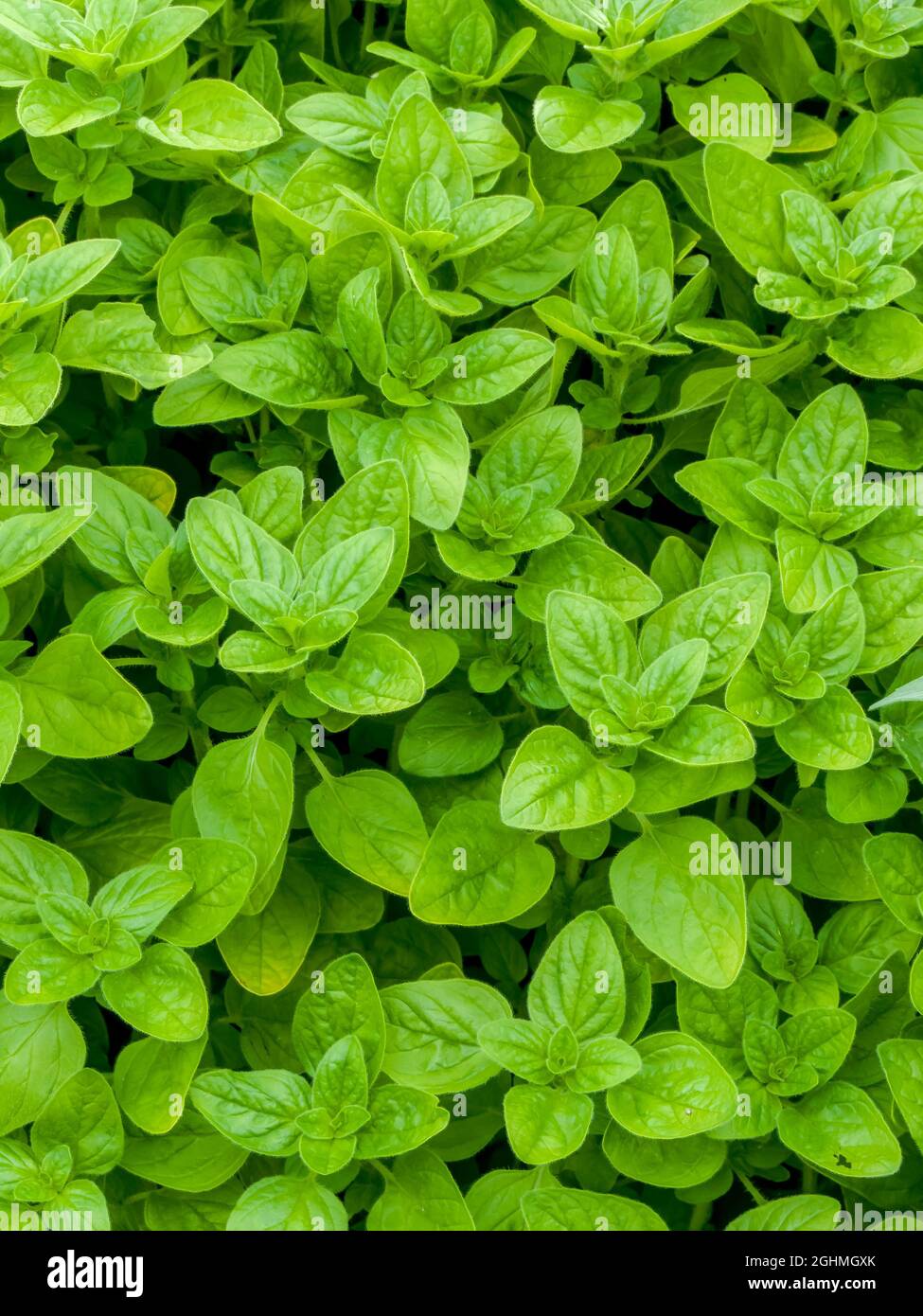 Origano Origano Sp Immagini E Fotografie Stock Ad Alta Risoluzione Alamy