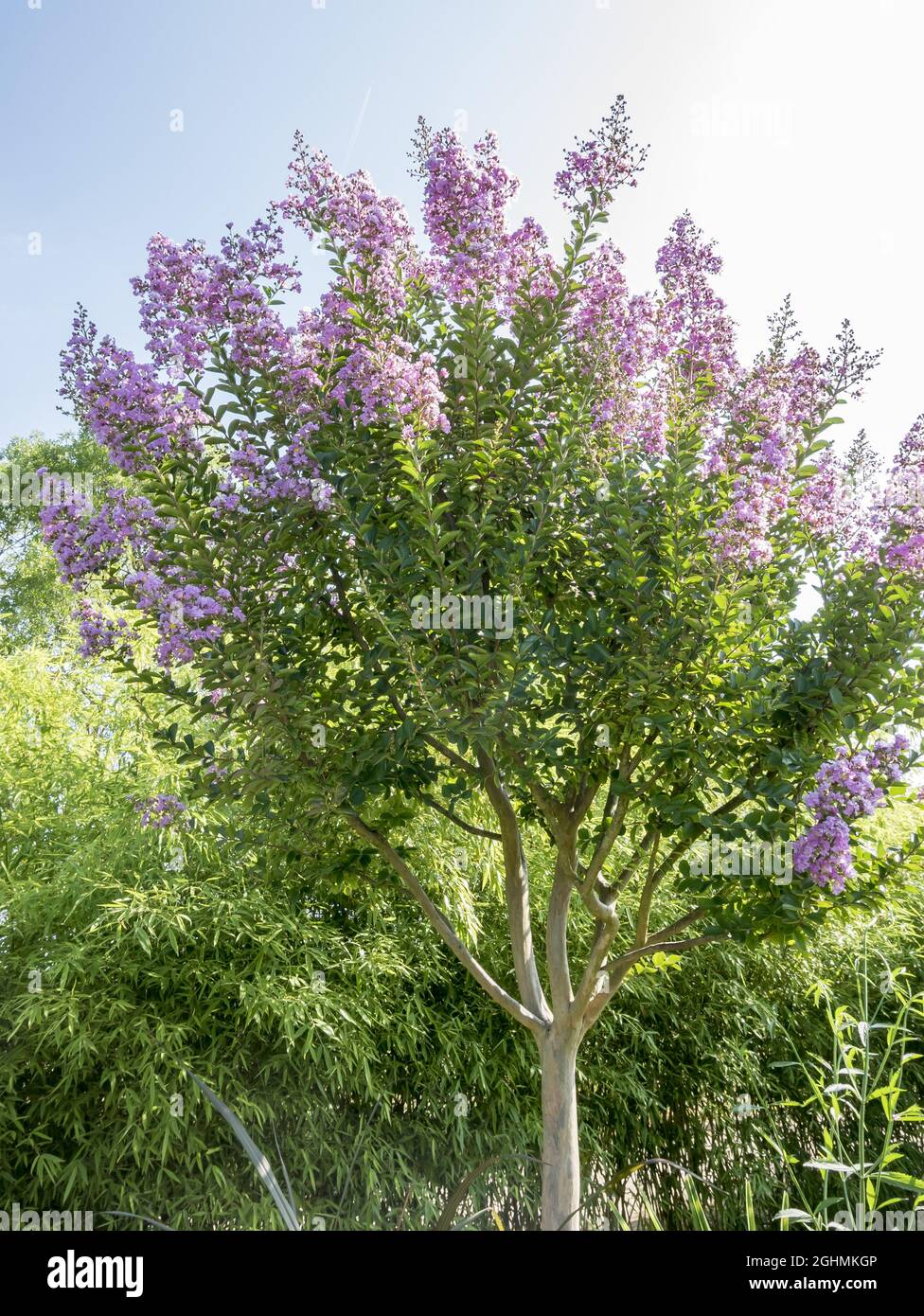 Lagerstroemia indica immagini e fotografie stock ad alta risoluzione ...