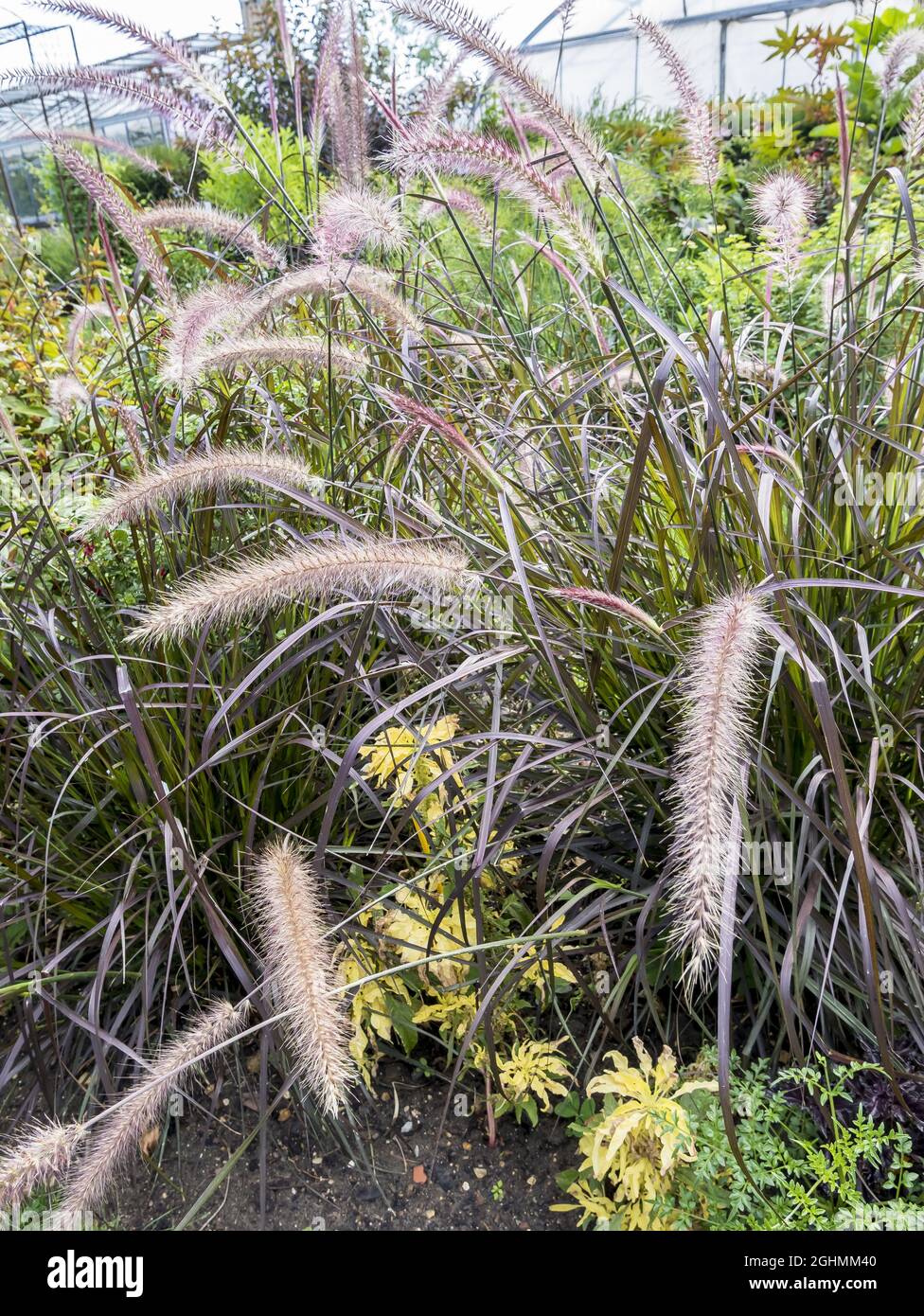 Pennisetum setaceum rubrum immagini e fotografie stock ad alta ...