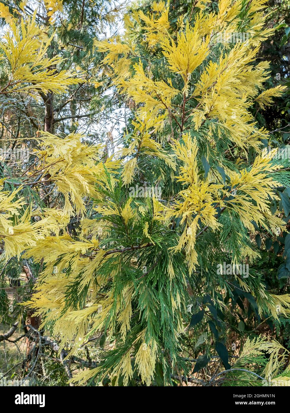 Calocedrus decurrens aureovariegata immagini e fotografie stock ad alta ...
