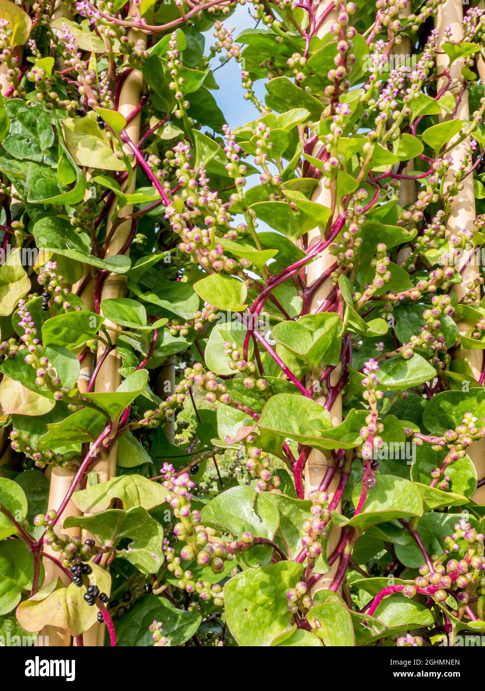 Famiglia delle basellaceae immagini e fotografie stock ad alta ...