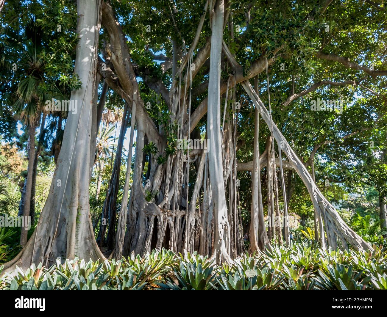 Ficus macrophylla columnaris immagini e fotografie stock ad alta ...