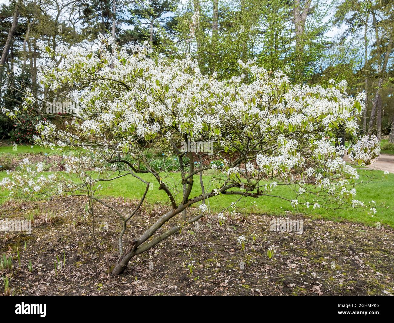 Allegheny serviceberry amelanchier laevis immagini e fotografie stock ...