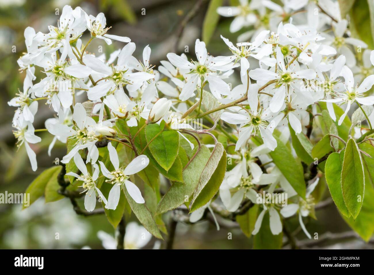 Allegheny serviceberry amelanchier laevis immagini e fotografie stock ...
