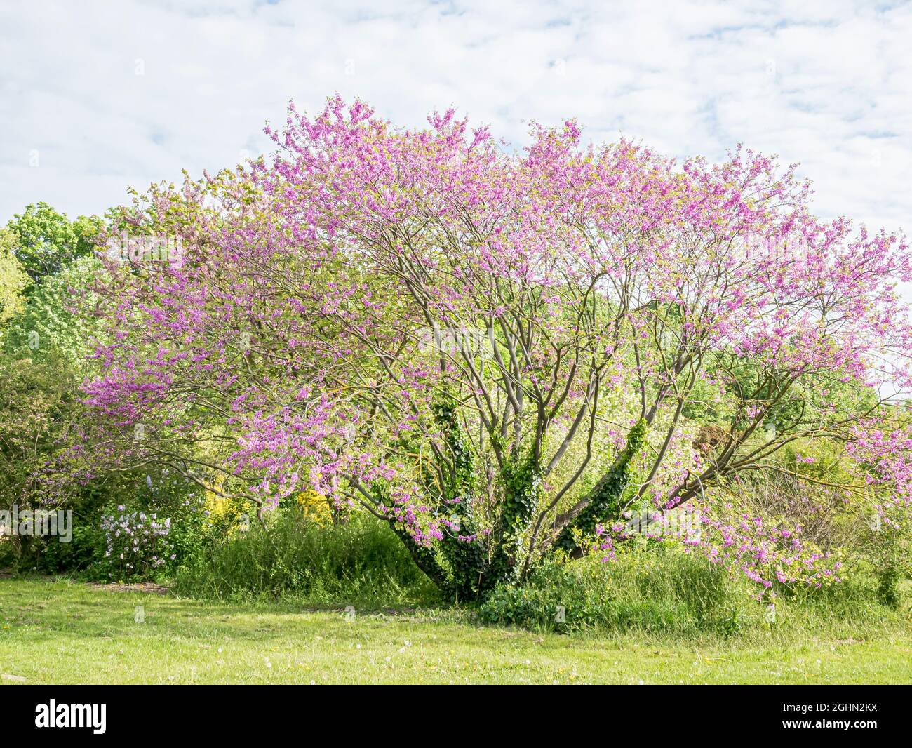 Cercis sp immagini e fotografie stock ad alta risoluzione - Alamy