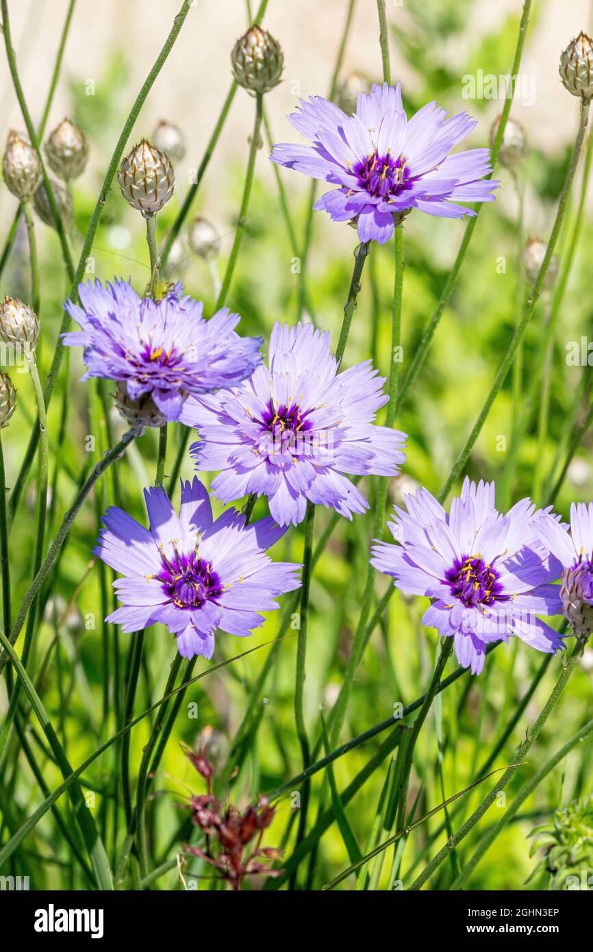 Catananche caerulea immagini e fotografie stock ad alta risoluzione - Alamy