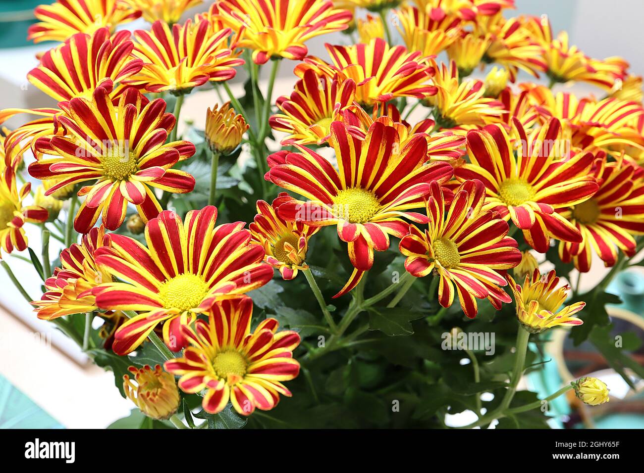 Flora del circo immagini e fotografie stock ad alta risoluzione - Alamy