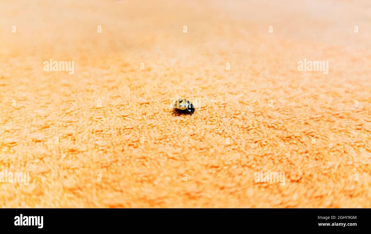 Insetti carini immagini e fotografie stock ad alta risoluzione - Alamy