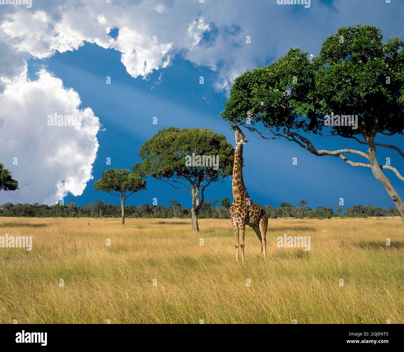 Mara conservancy immagini e fotografie stock ad alta risoluzione - Alamy