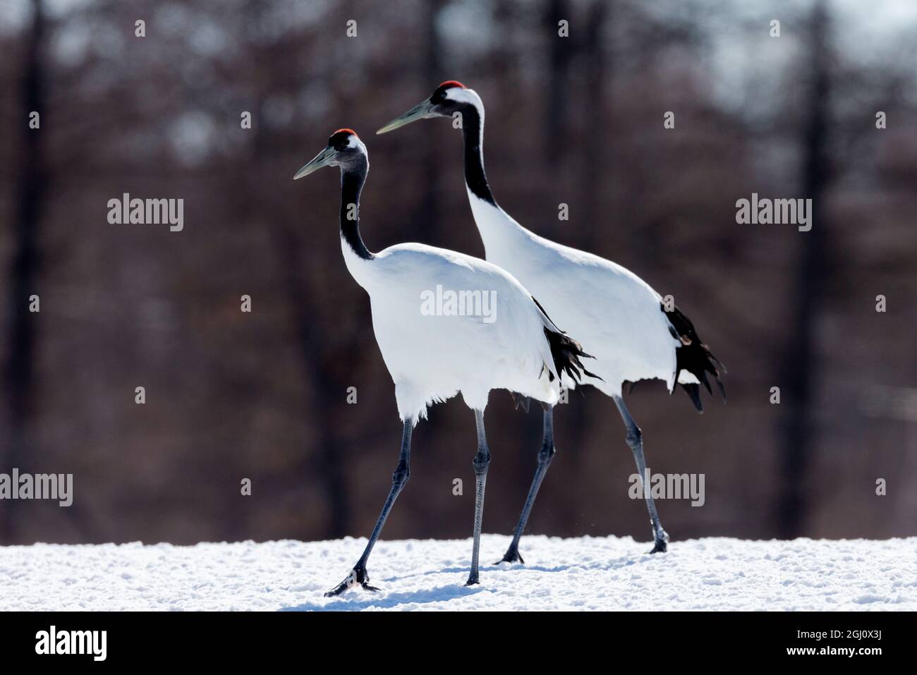 Asia, Giappone, Hokkaido, Kushiro, Tsuri-Ito Santuario delle gru a ...