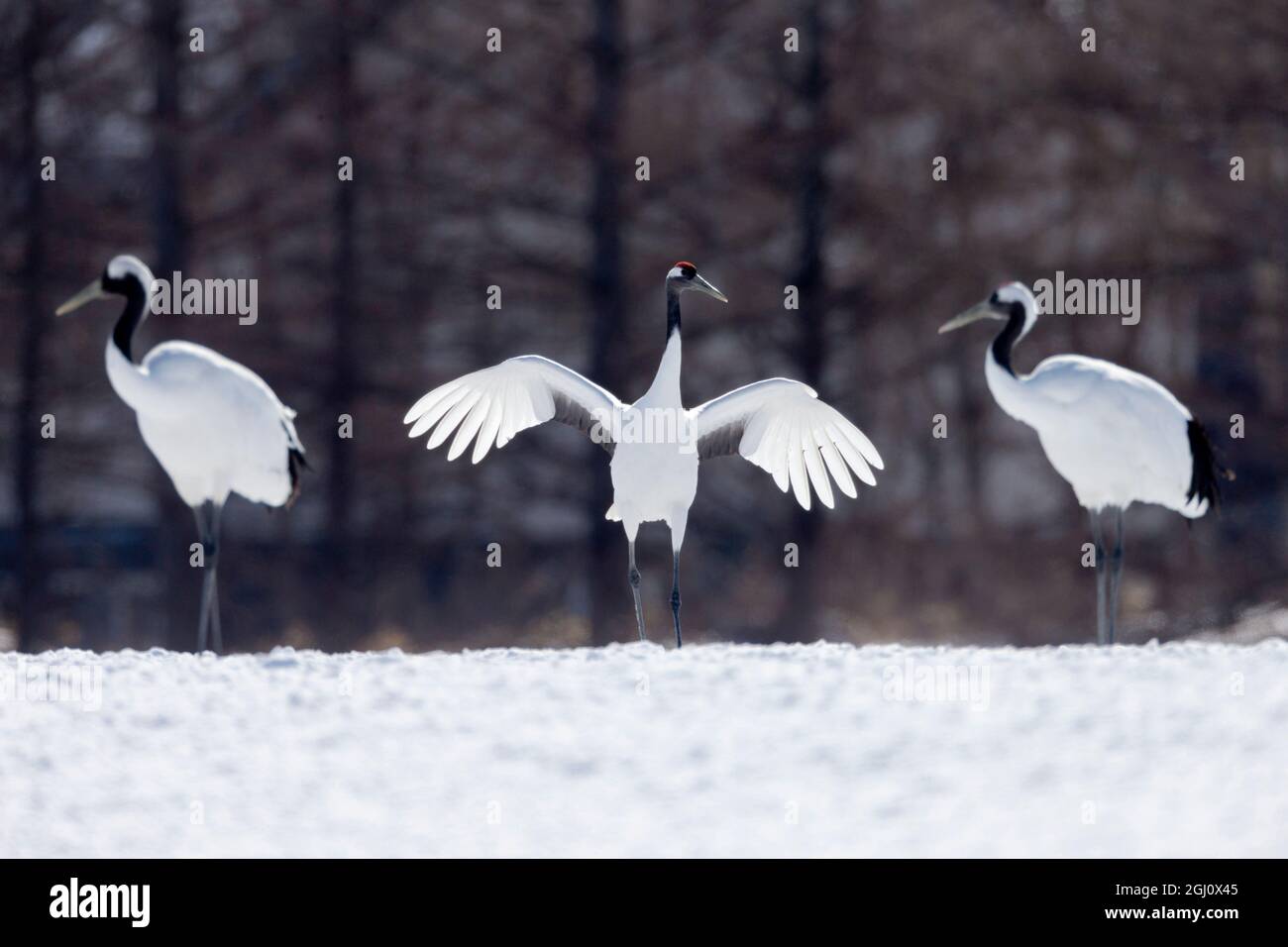 Asia, Giappone, Hokkaido, Kushiro, Tsuri-Ito Santuario delle gru a ...