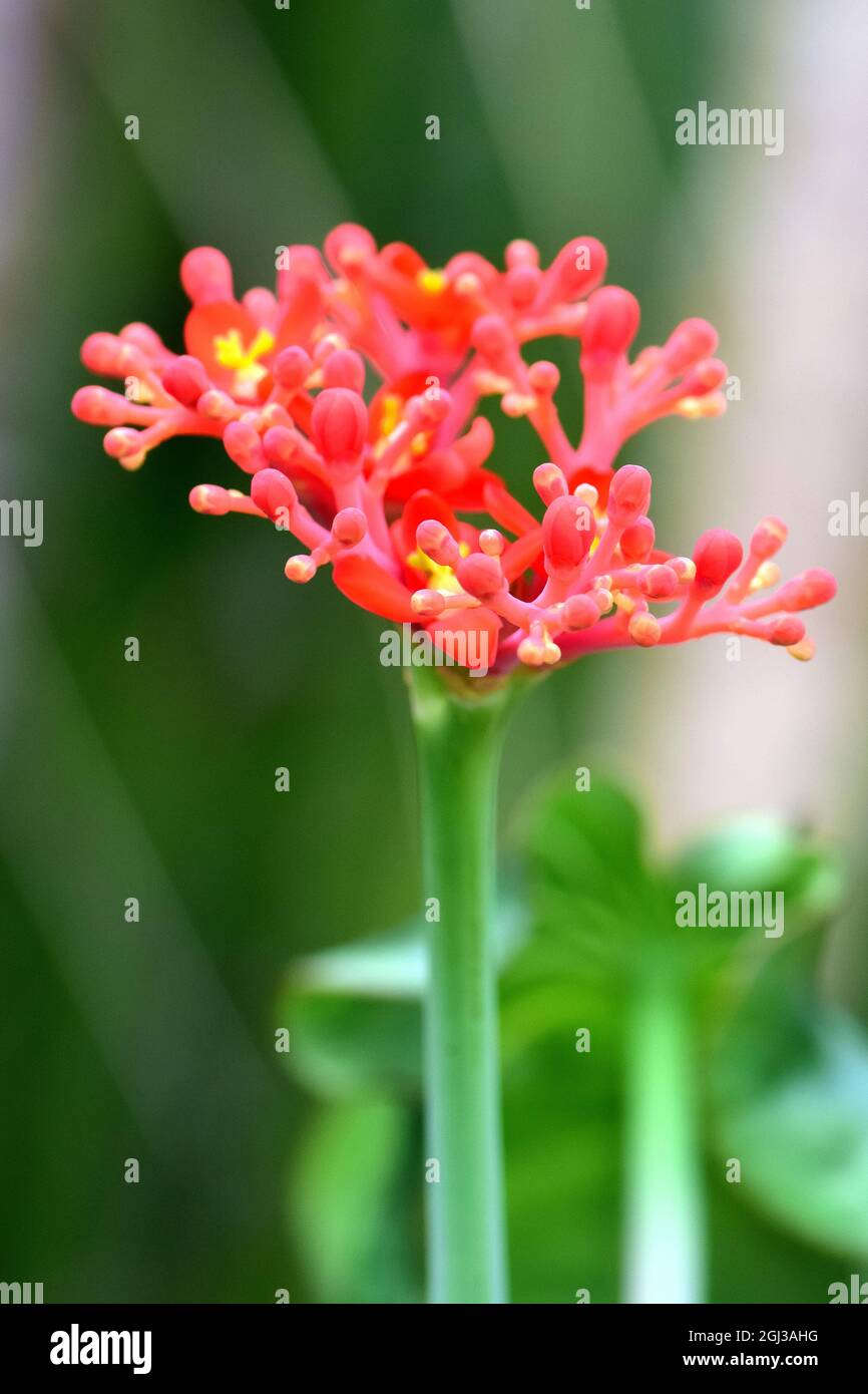 Pianta di gotta, gambo di gotta, rabarbaro guatemalteco, pianta di ...