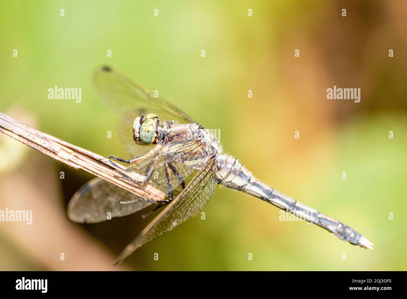 Le libellule hanno una testa immagini e fotografie stock ad alta ...