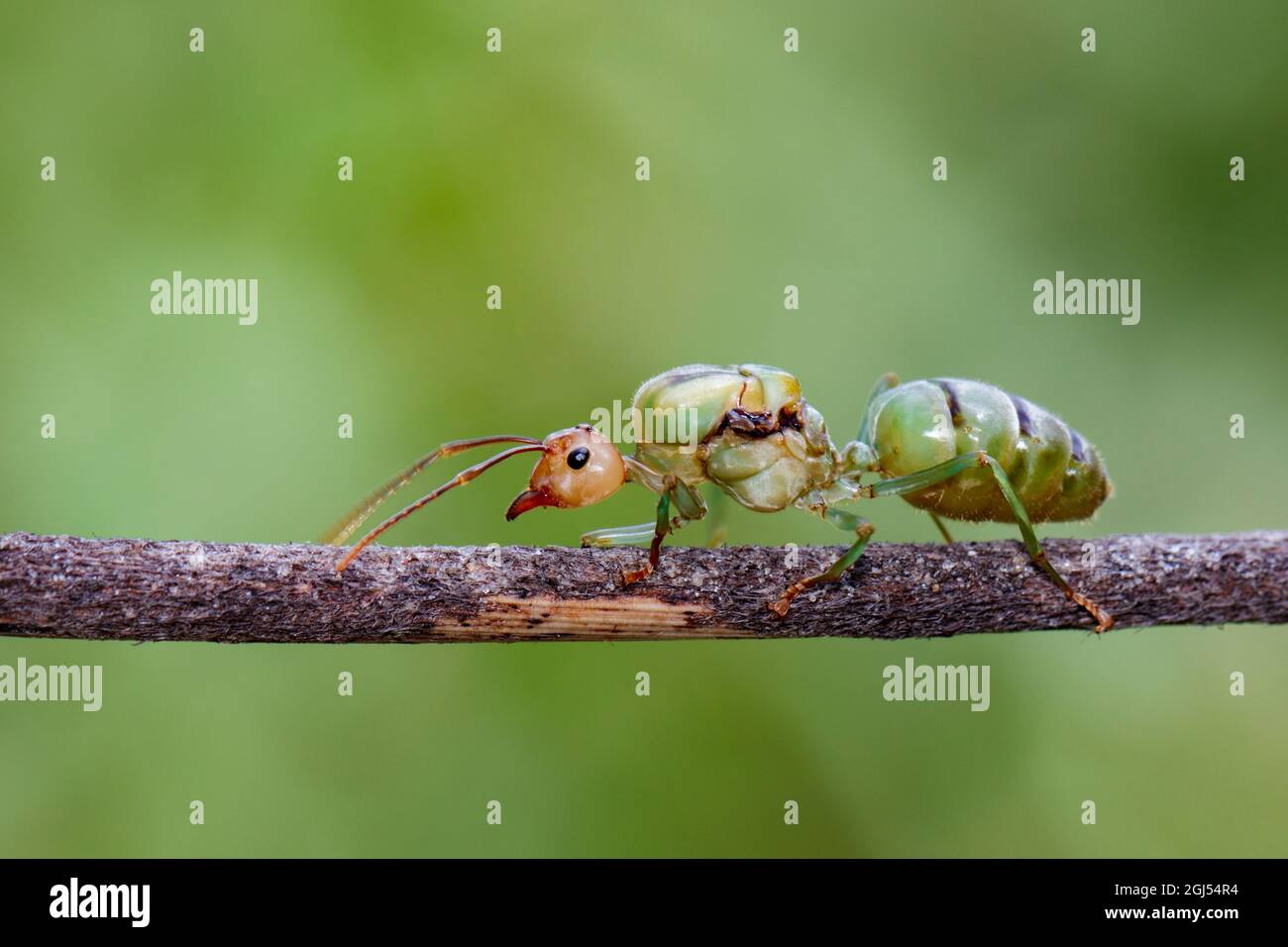 Regina delle formiche tessitrici con le sue uova immagini e fotografie ...