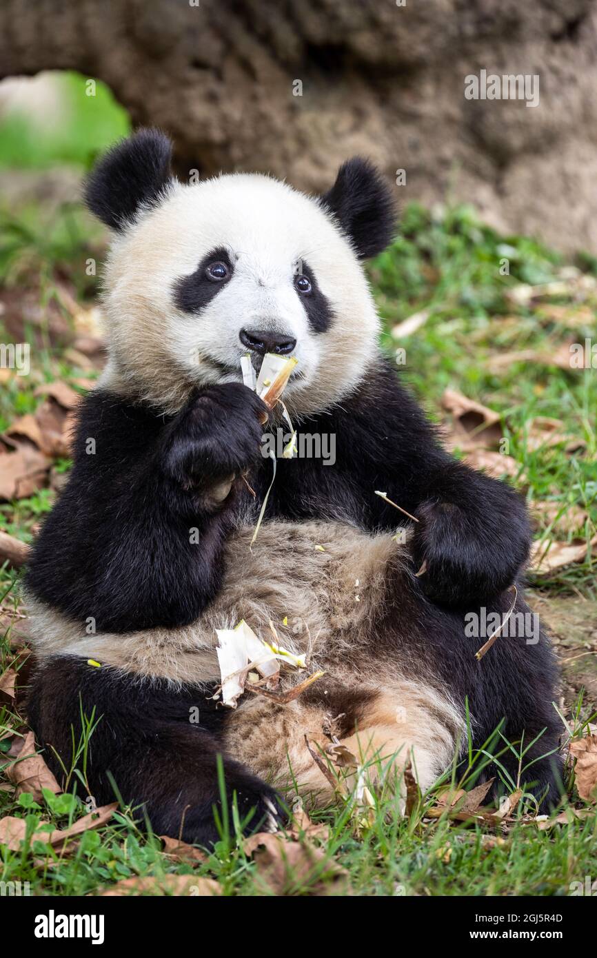 Città di mt qincheng immagini e fotografie stock ad alta risoluzione ...