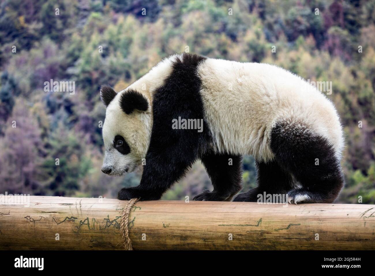 Città di mt qincheng immagini e fotografie stock ad alta risoluzione ...