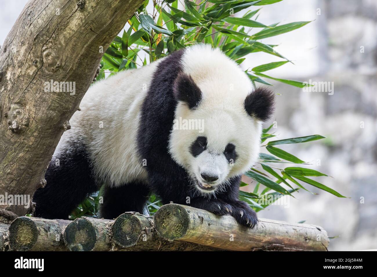 Città di mt qincheng immagini e fotografie stock ad alta risoluzione ...