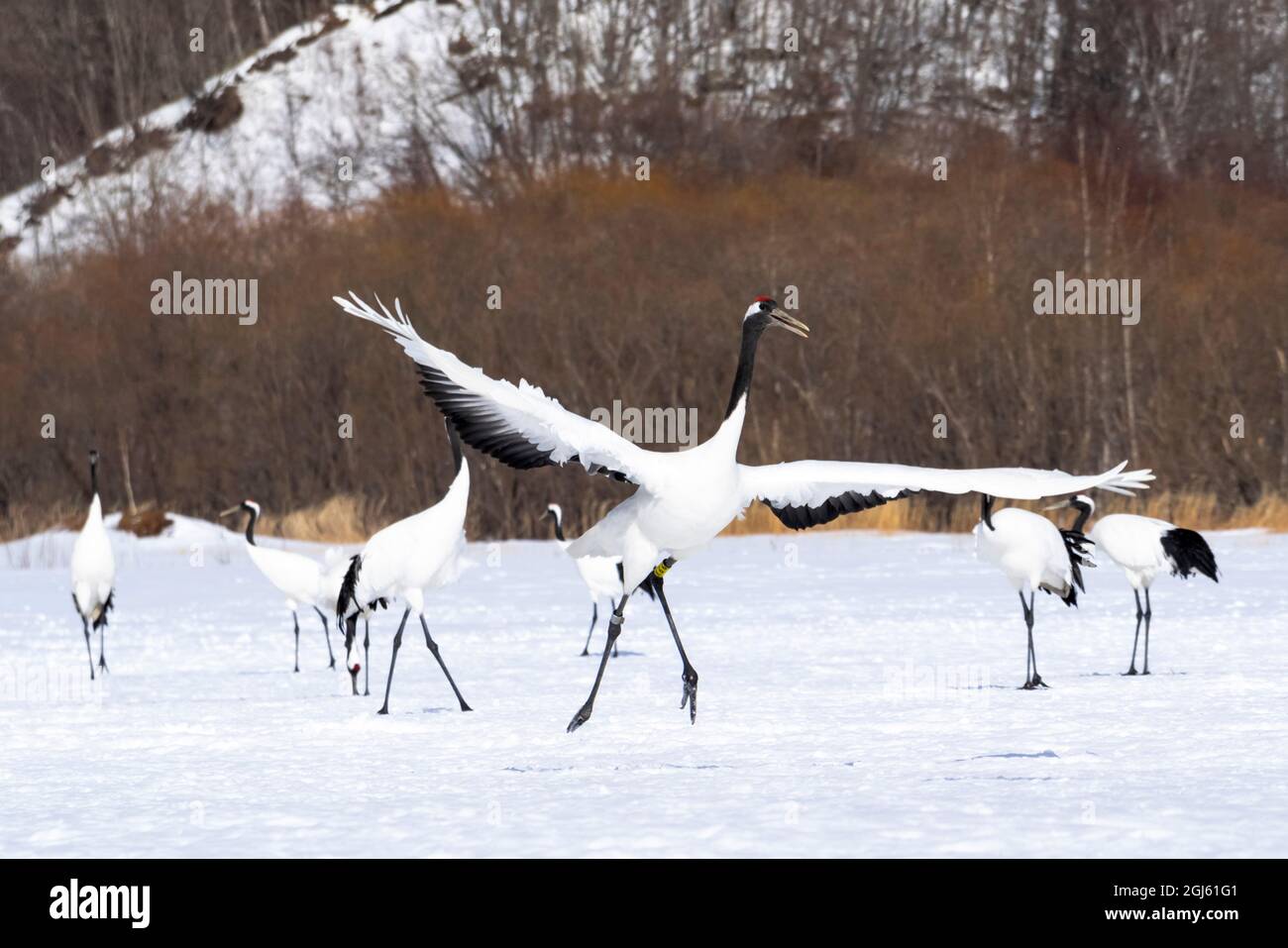 Asia, Giappone, Hokkaido, Kushiro, Tsuri-Ito Rec-coronato Santuario ...