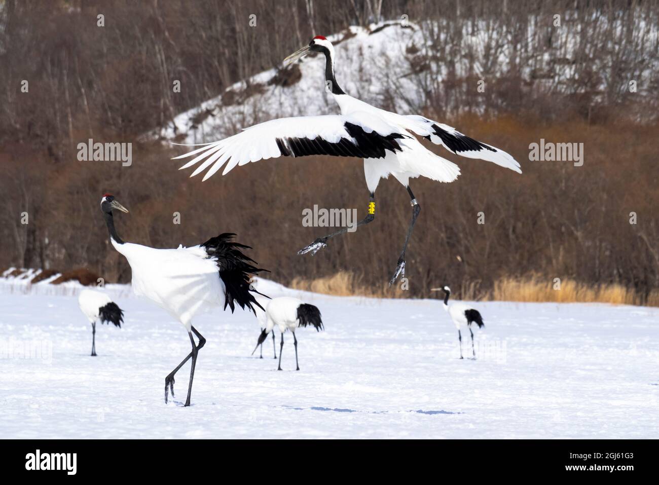 Asia, Giappone, Hokkaido, Kushiro, Tsuri-Ito Rec-coronato Santuario ...