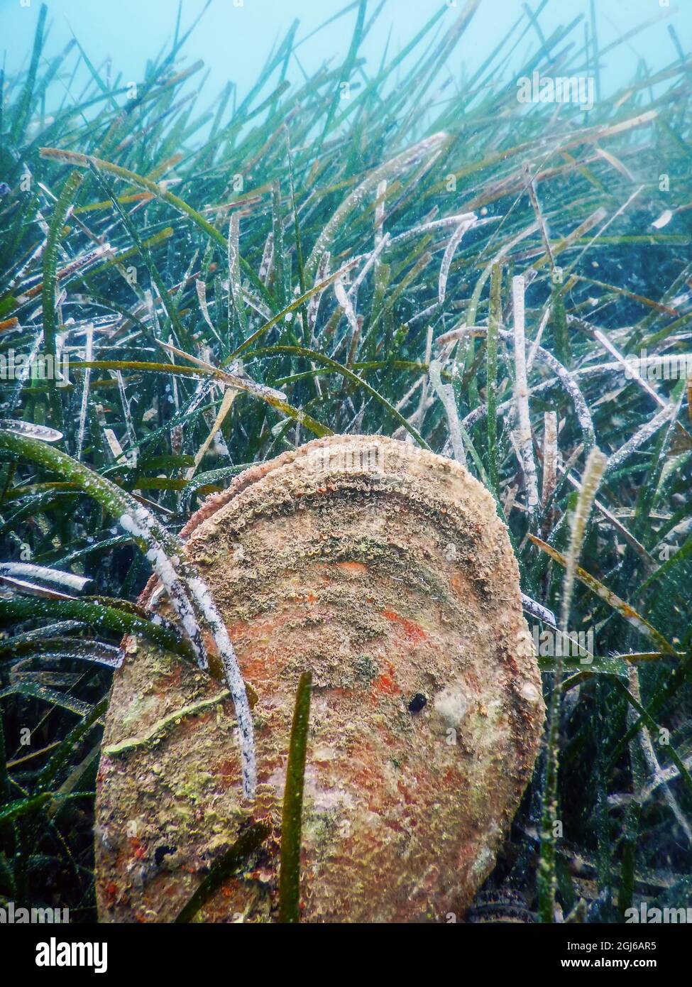 Pinna nobilis immagini e fotografie stock ad alta risoluzione - Alamy