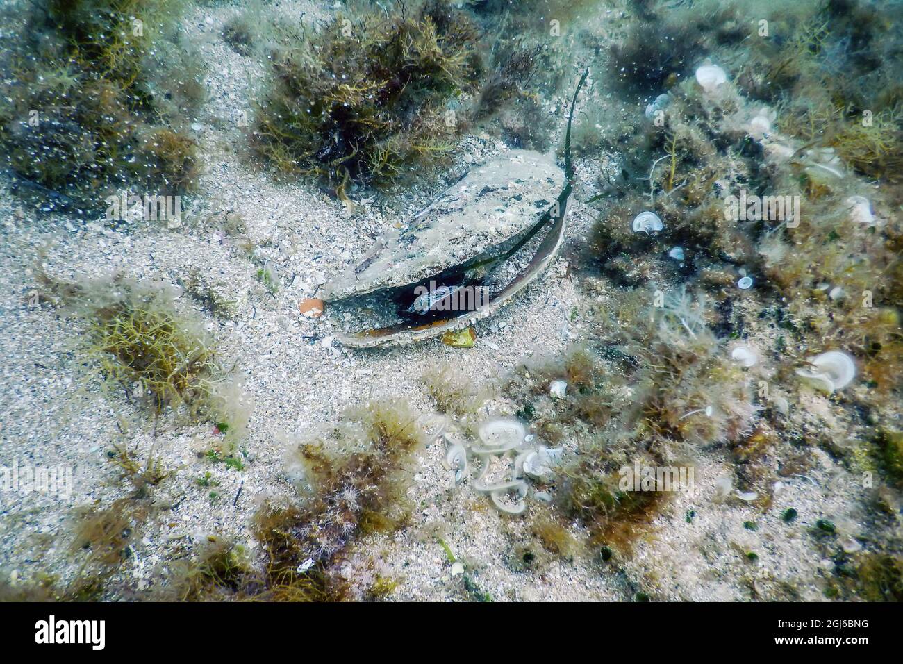 Pinna nobilis immagini e fotografie stock ad alta risoluzione - Alamy