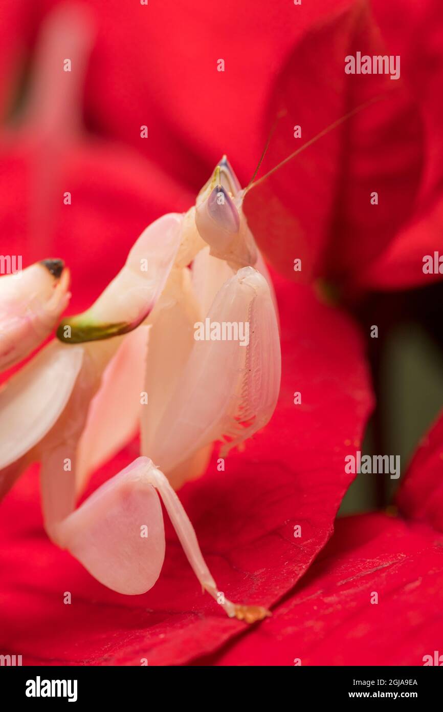 Mantide orchidea rosa immagini e fotografie stock ad alta risoluzione ...