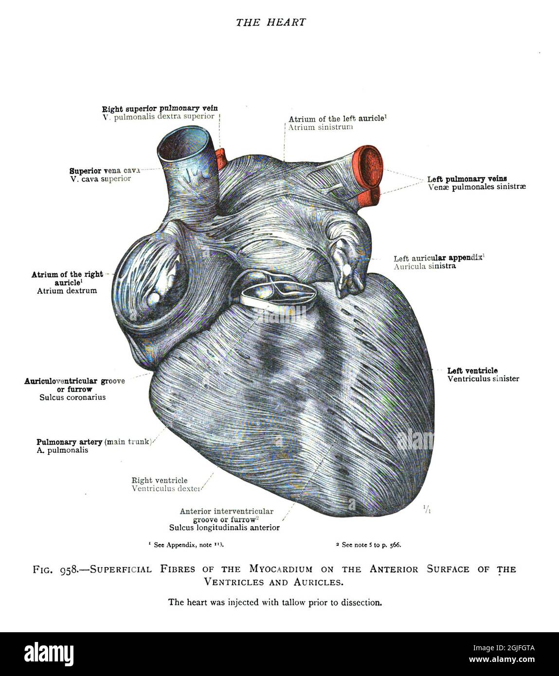 pagina di manuale dell'anatomia d'epoca del xix secolo che spiega la ...