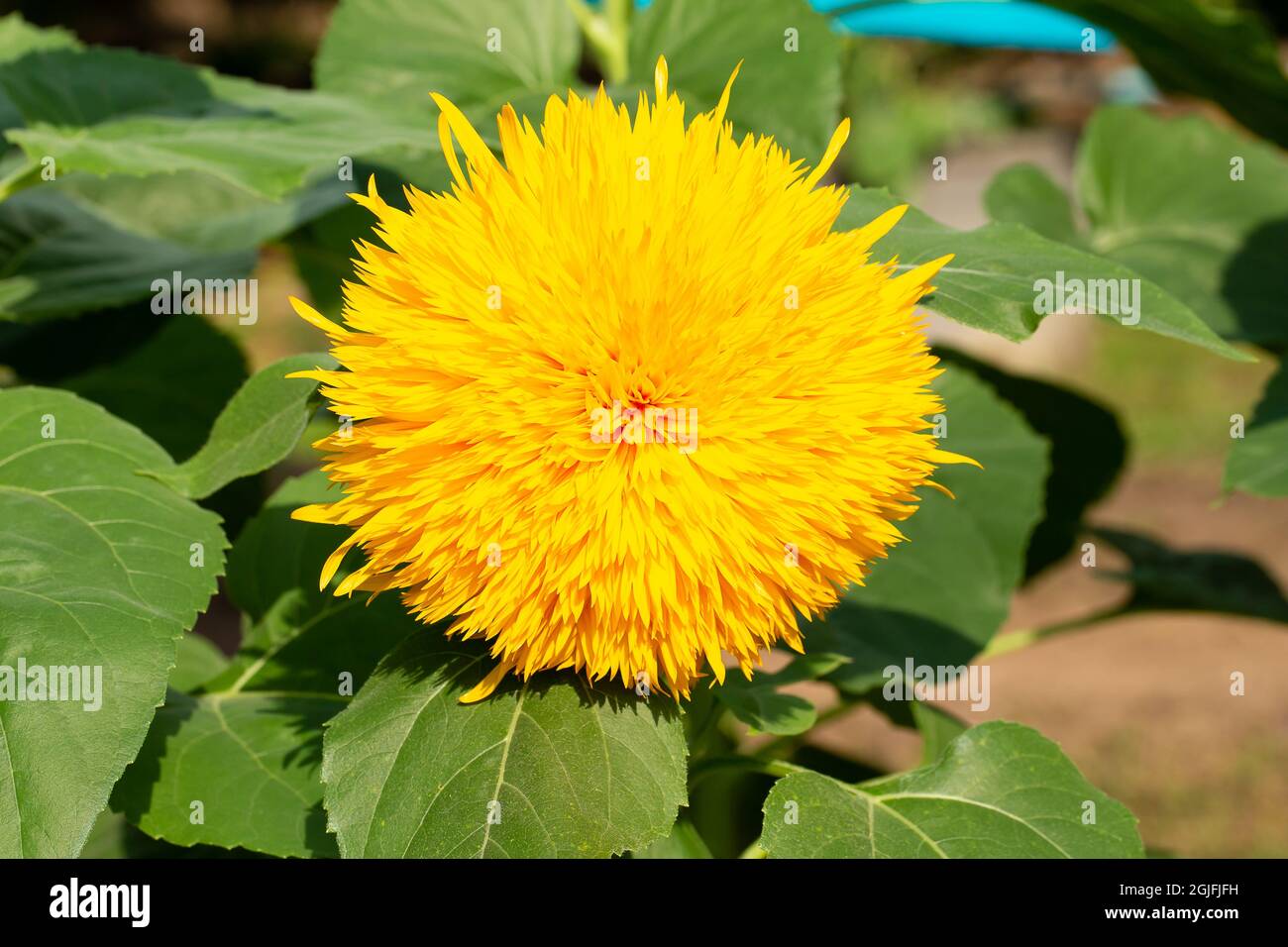 Girasole orsacchiotto immagini e fotografie stock ad alta risoluzione ...