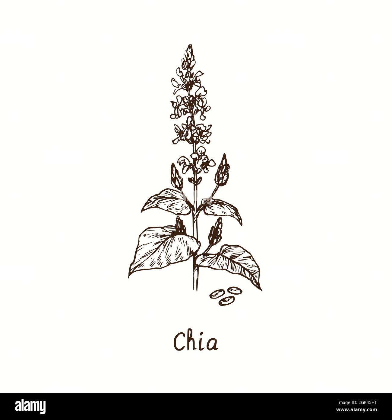 Pianta di chia immagini e fotografie stock ad alta risoluzione - Alamy