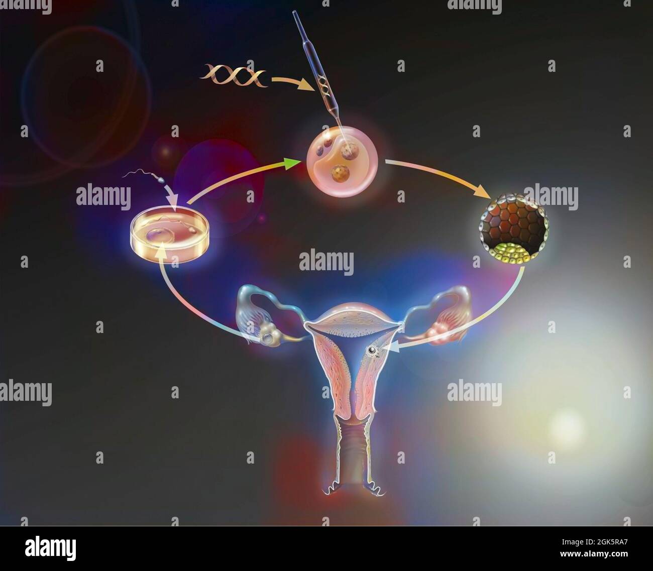 Embrioni umani immagini e fotografie stock ad alta risoluzione - Alamy