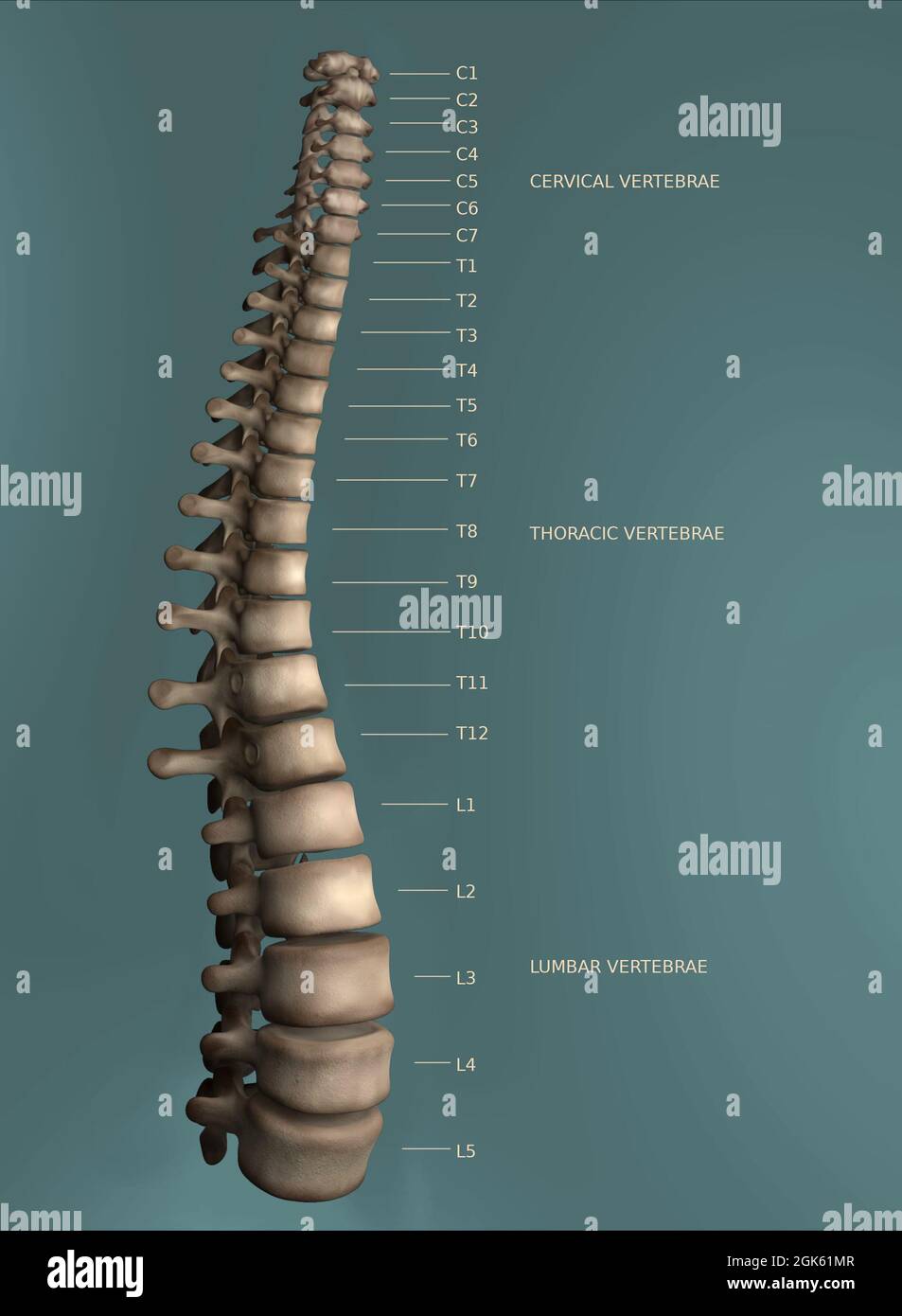 Colonna vertebrale e sistema nervoso immagini e fotografie stock ad ...