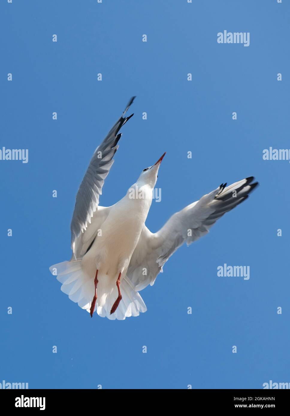 Gabbiano che vola nel cielo immagini e fotografie stock ad alta ...