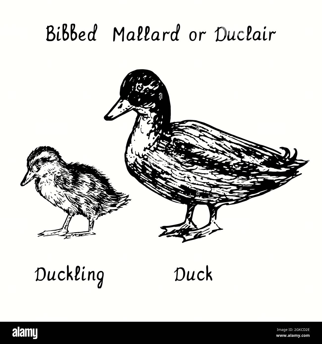 Disegno di anatroccolo immagini e fotografie stock ad alta risoluzione ...