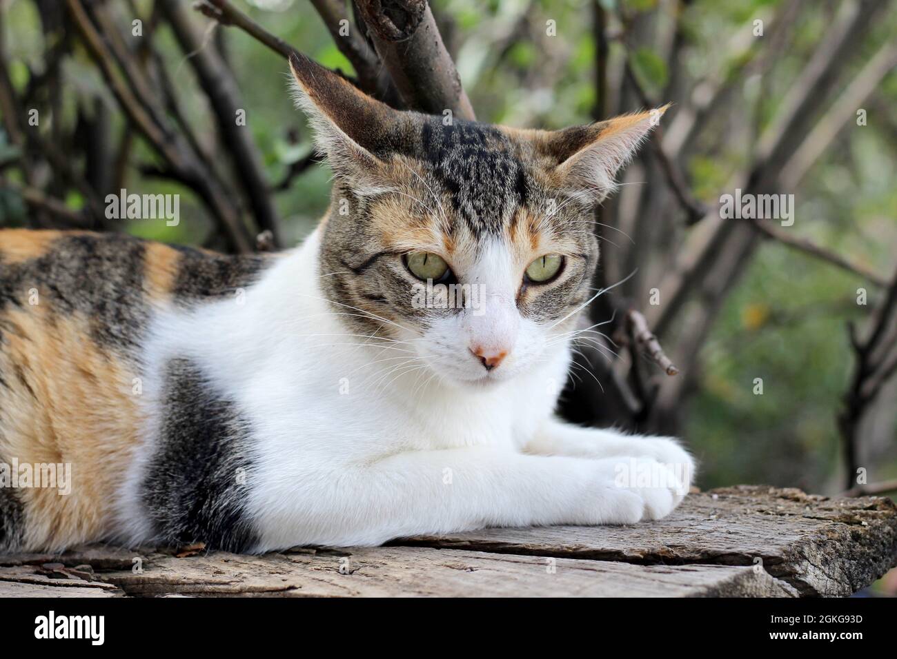 Gatto calico da vicino immagini e fotografie stock ad alta risoluzione ...