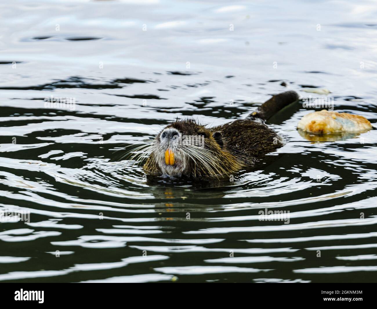 Primo piano di una nutria semi-acquatica gigante erbivoro che nuota nel ...