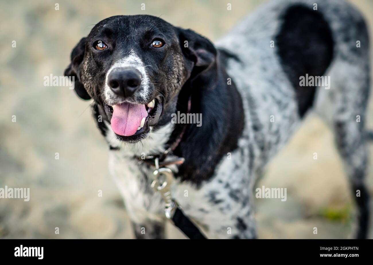Cane nero bianco e grigio immagini e fotografie stock ad alta ...