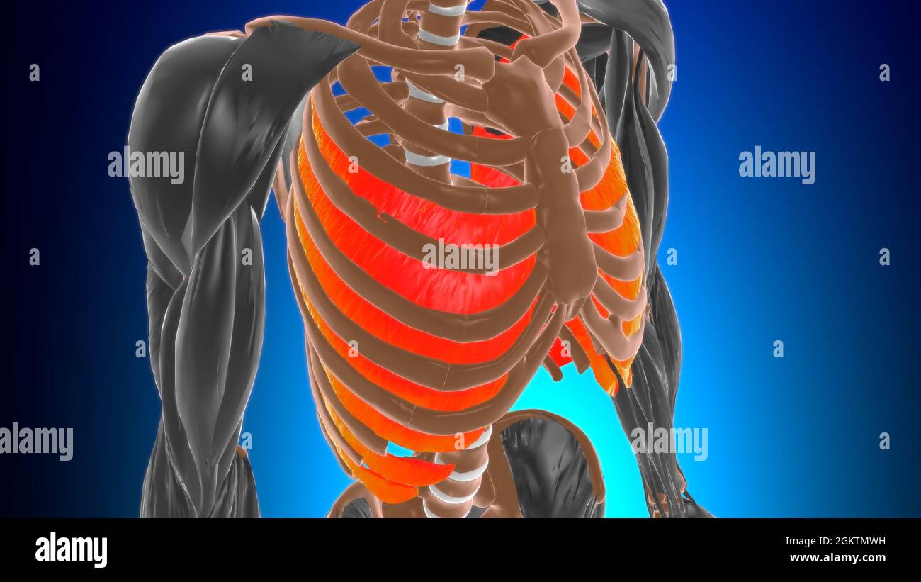 Muscolo intercostale immagini e fotografie stock ad alta risoluzione ...