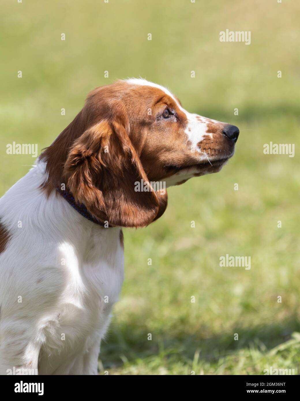 Cucciolo Di Cane Springer Spaniel Immagini e Fotos Stock - Alamy
