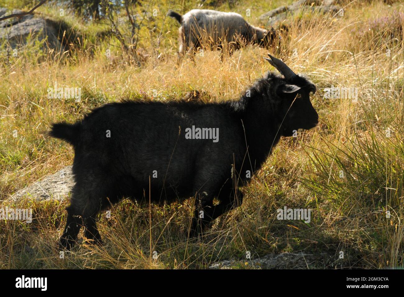 Capra montagna immagini e fotografie stock ad alta risoluzione - Alamy