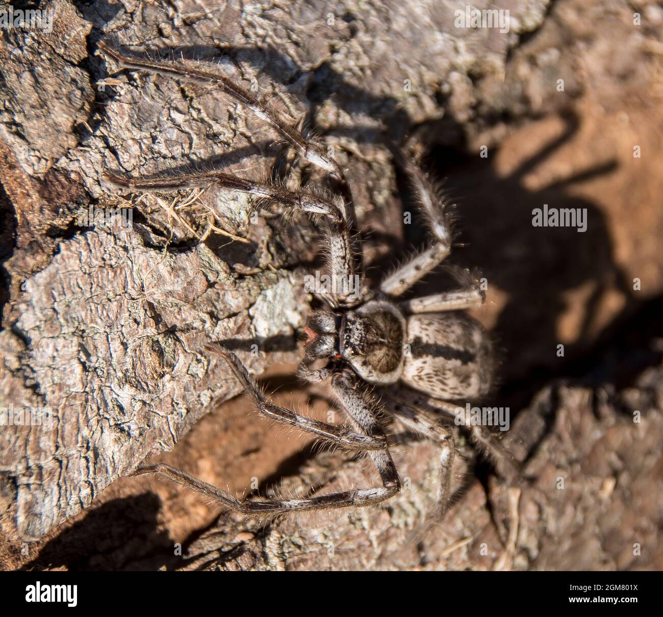 Ragno cacciatore fasciato immagini e fotografie stock ad alta ...