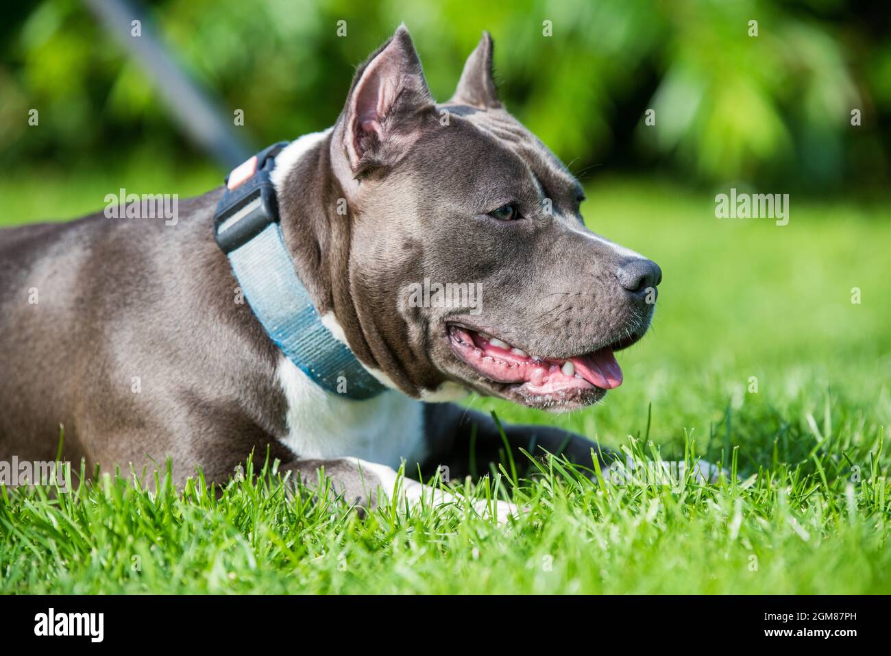 Blu staffordshire bull terrier immagini e fotografie stock ad alta ...