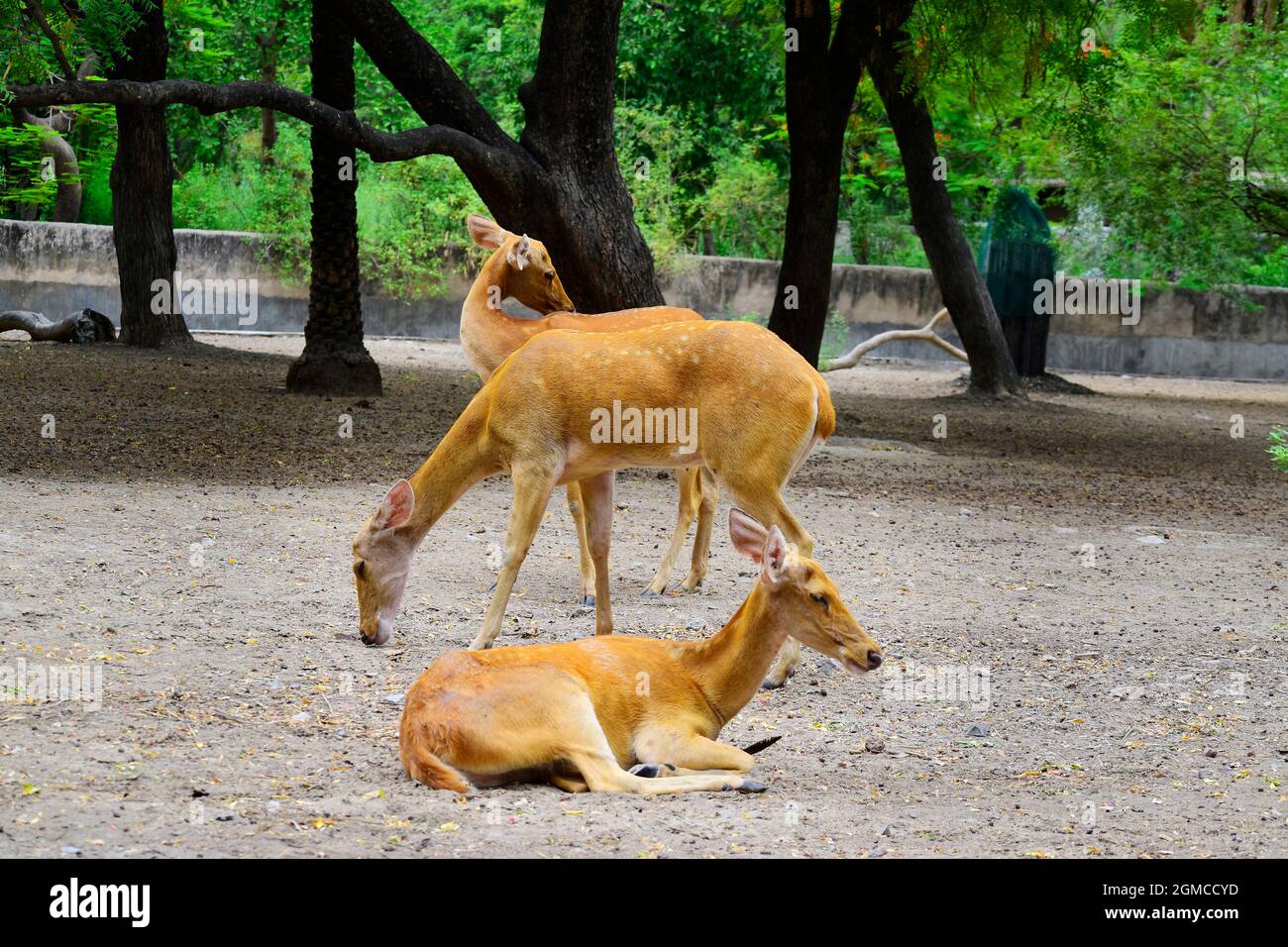 Animali candidi immagini e fotografie stock ad alta risoluzione - Alamy