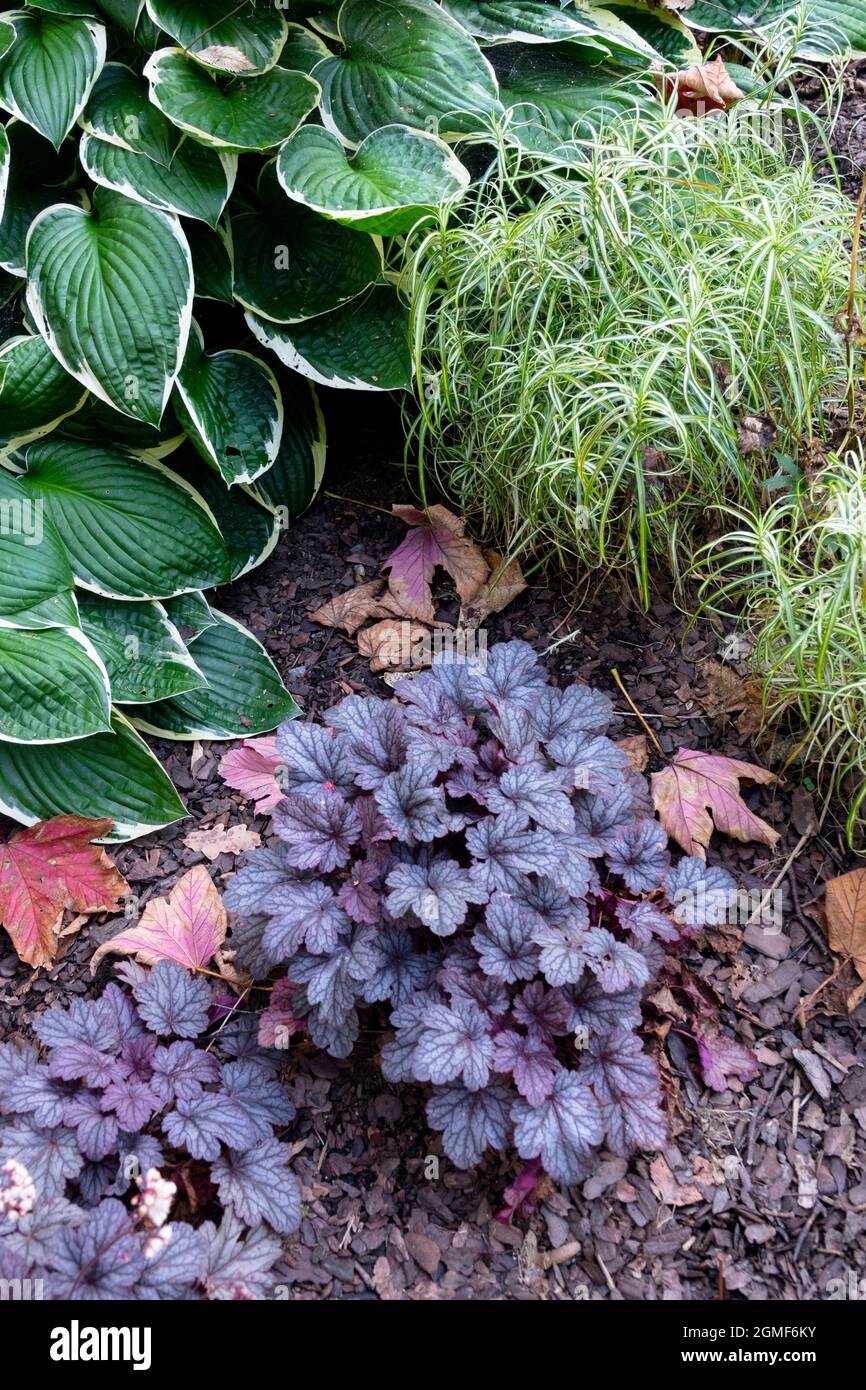 Heuchera heuchera hosta immagini e fotografie stock ad alta risoluzione ...